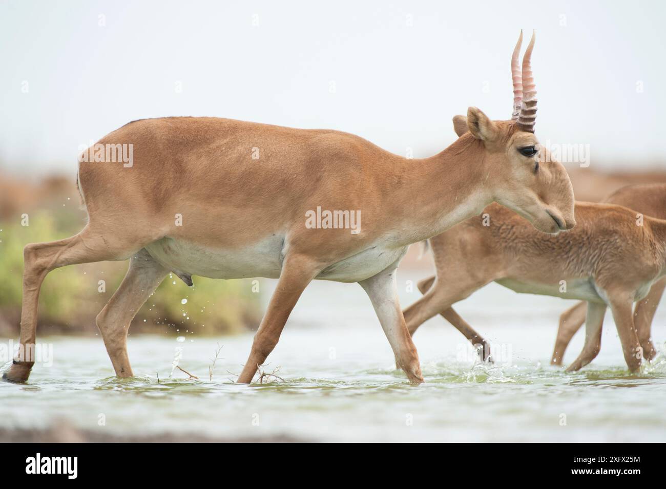 Saiga antelope (Saiga tatarica) male with horns, crossing water ...