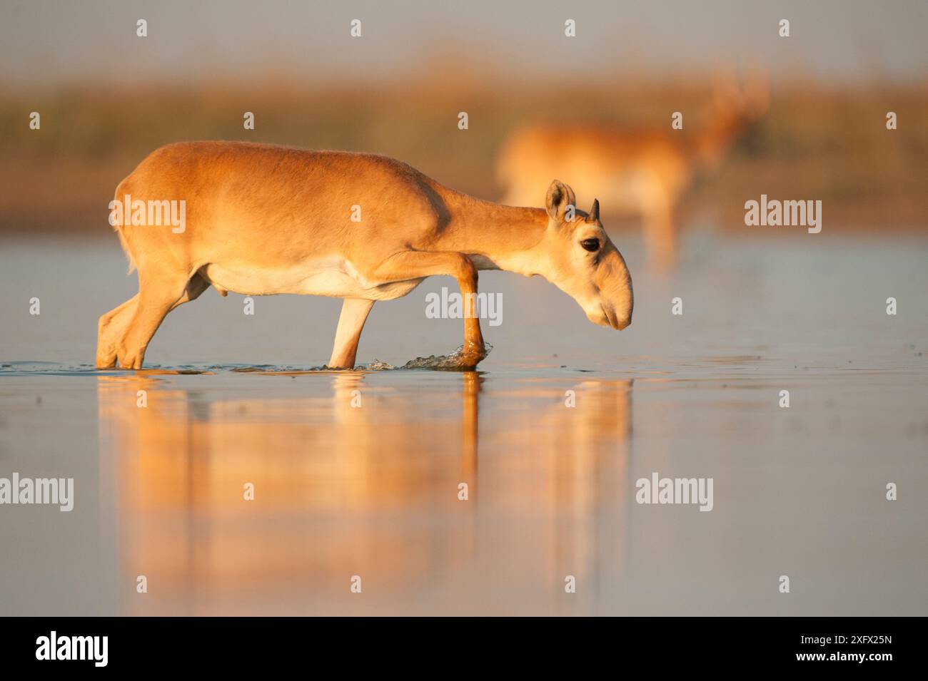 Saiga antelopes hi-res stock photography and images - Alamy