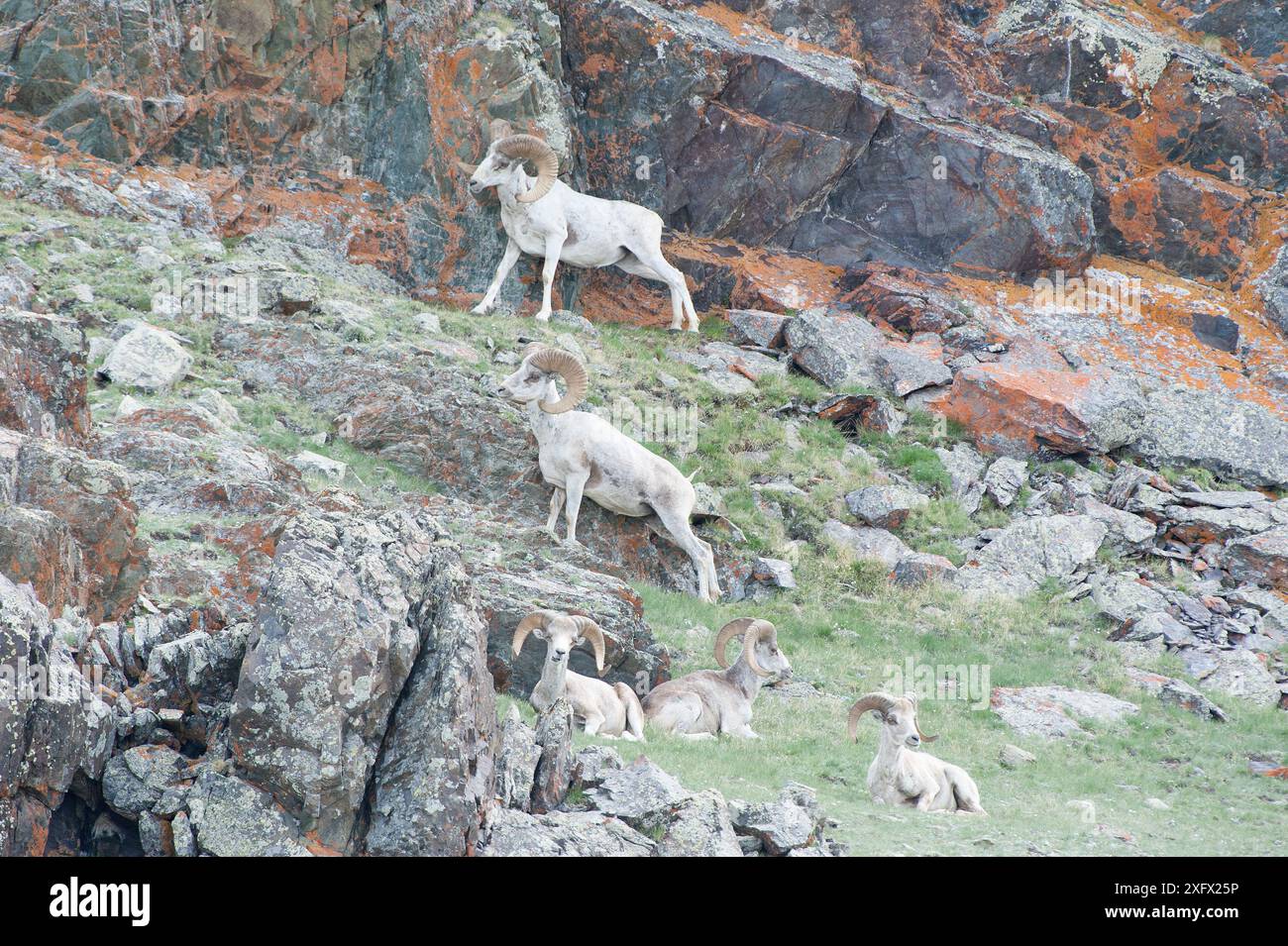 Altai argali sheep (Ovis ammon ammon) Altai Mountains, Mongolia. June ...