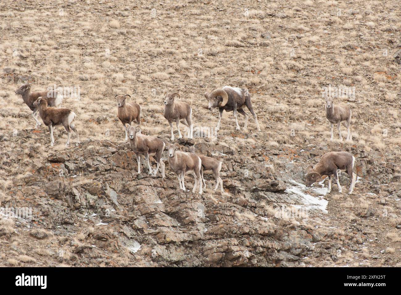 Altai argali sheep (Ovis ammon ammon) Altai Mountains, Mongolia ...