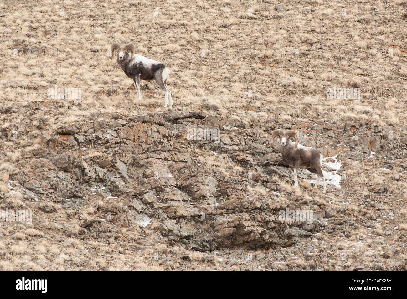 Altai argali sheep (Ovis ammon ammon) Altai Mountains, Mongolia ...