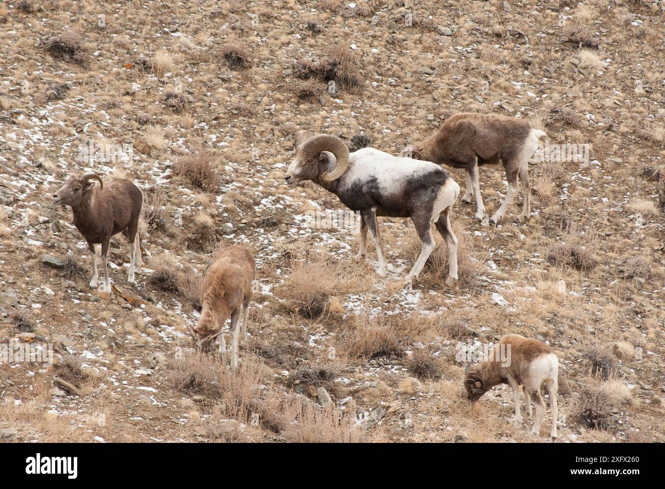 Altai argali sheep (Ovis ammon ammon) herd, Altai Mountains, Mongolia ...