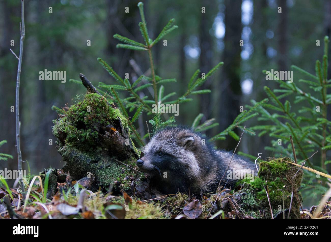 Raccoon dog (Nycterentes procyonoides) Vladivostok, Primorsky Krai, Far ...