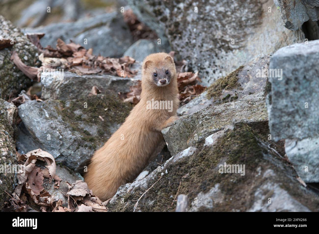 Siberian weasel (Mustela sibirica) on rocks, Khabarovsk, Far East ...