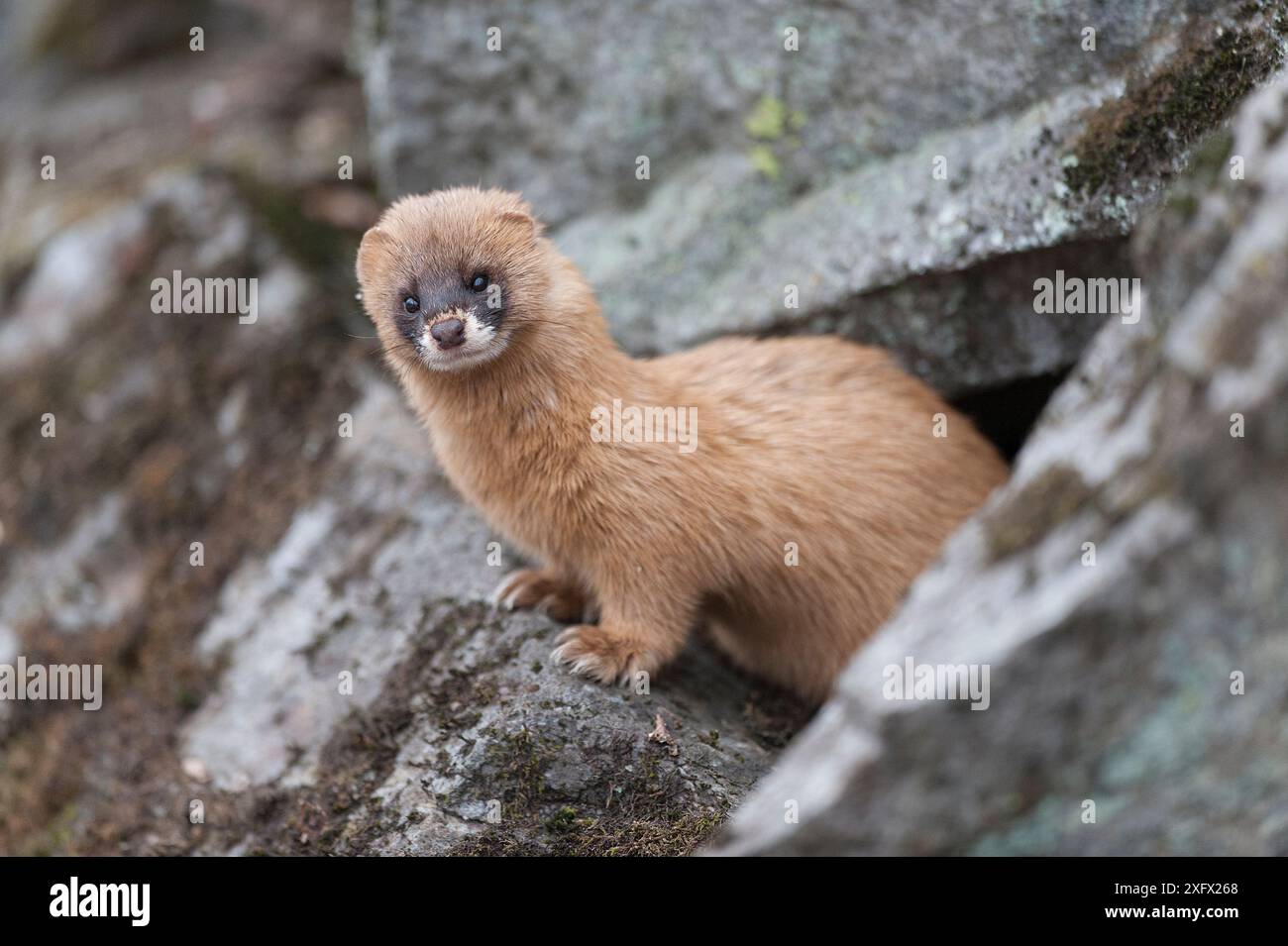 Siberian weasel (Mustela sibirica) on rocks, Khabarovsk, Far East ...