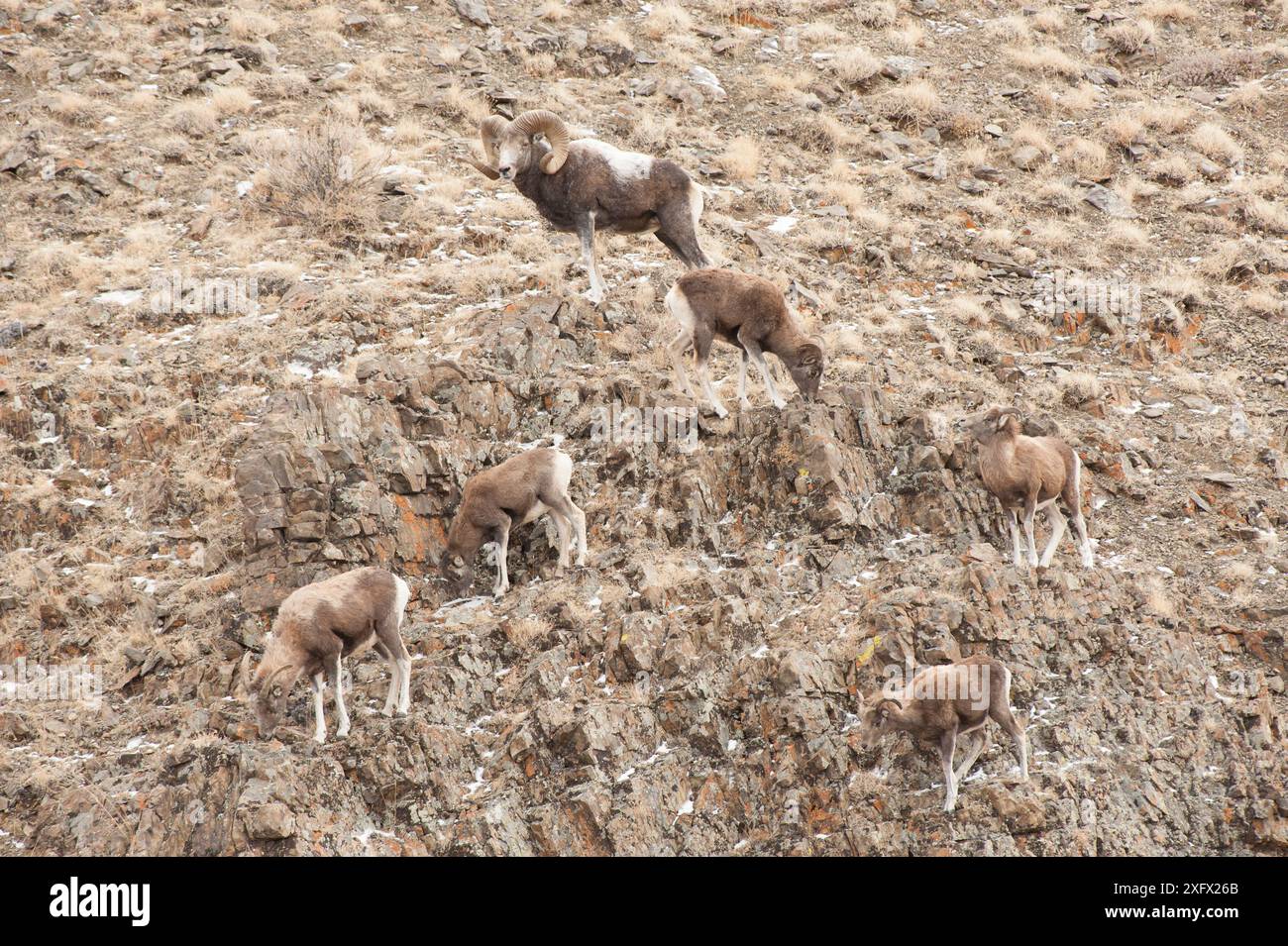 Altai argali sheep (Ovis ammon ammon) herd grazing, Altai Mountains ...