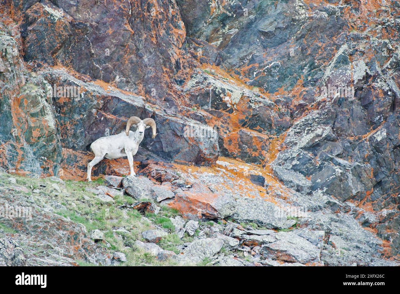 Altai argali sheep (Ovis ammon ammon) Altai Mountains, Mongolia. June ...