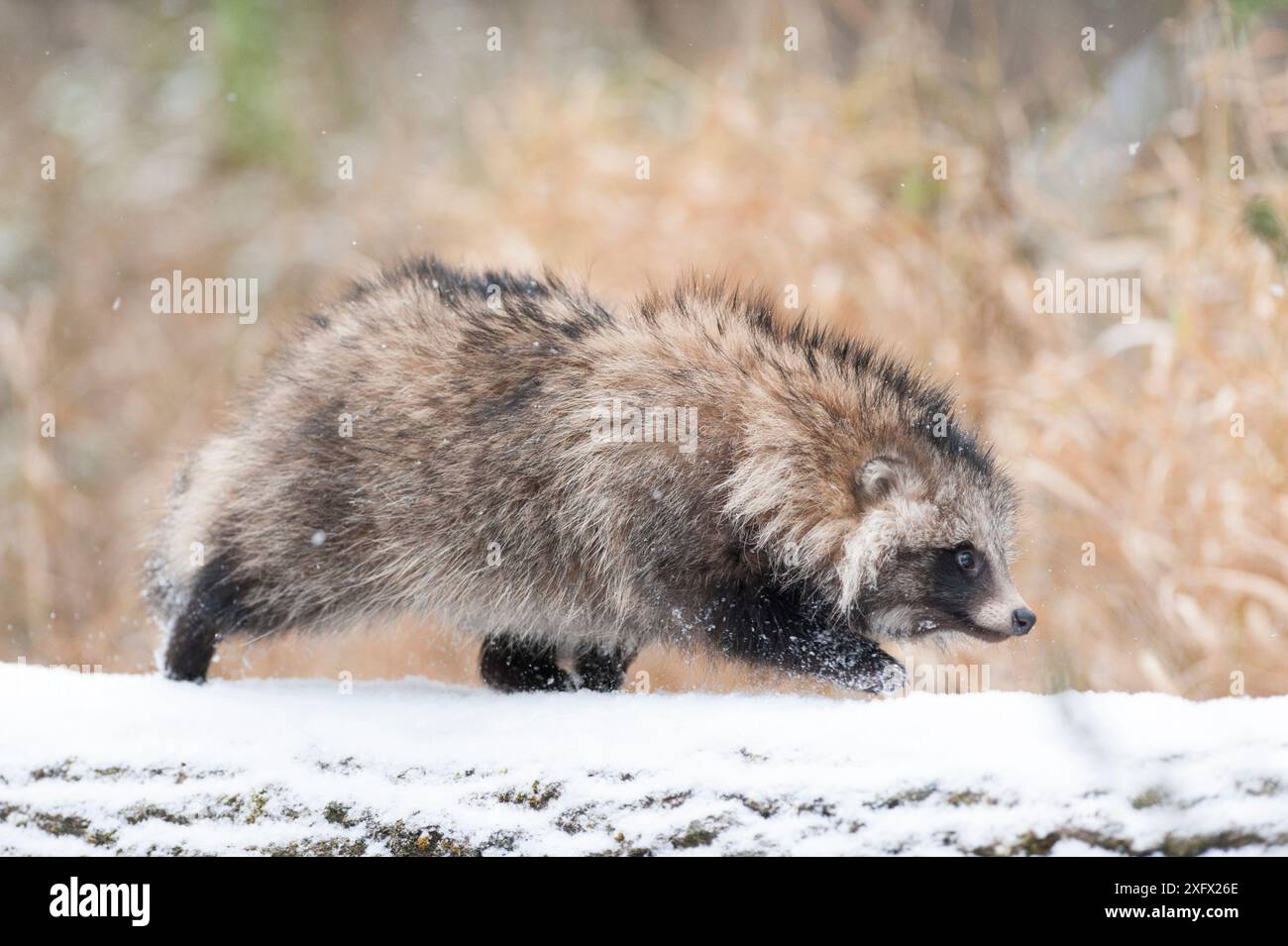 Raccoon dog (Nycterentes procyonoides) Vladivostok, Primorsky Krai, Far ...