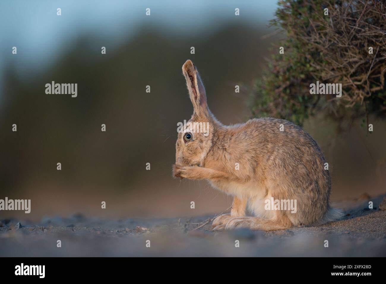 Tolai hare (Lepus tolai) grooming face, Gobi Desert, Mongolia. June ...
