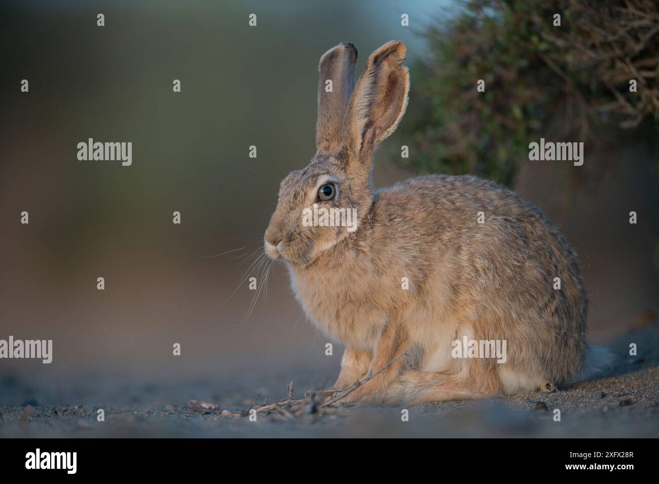 Tolai hare (Lepus tolai) Gobi Desert, Mongolia. June Stock Photo - Alamy