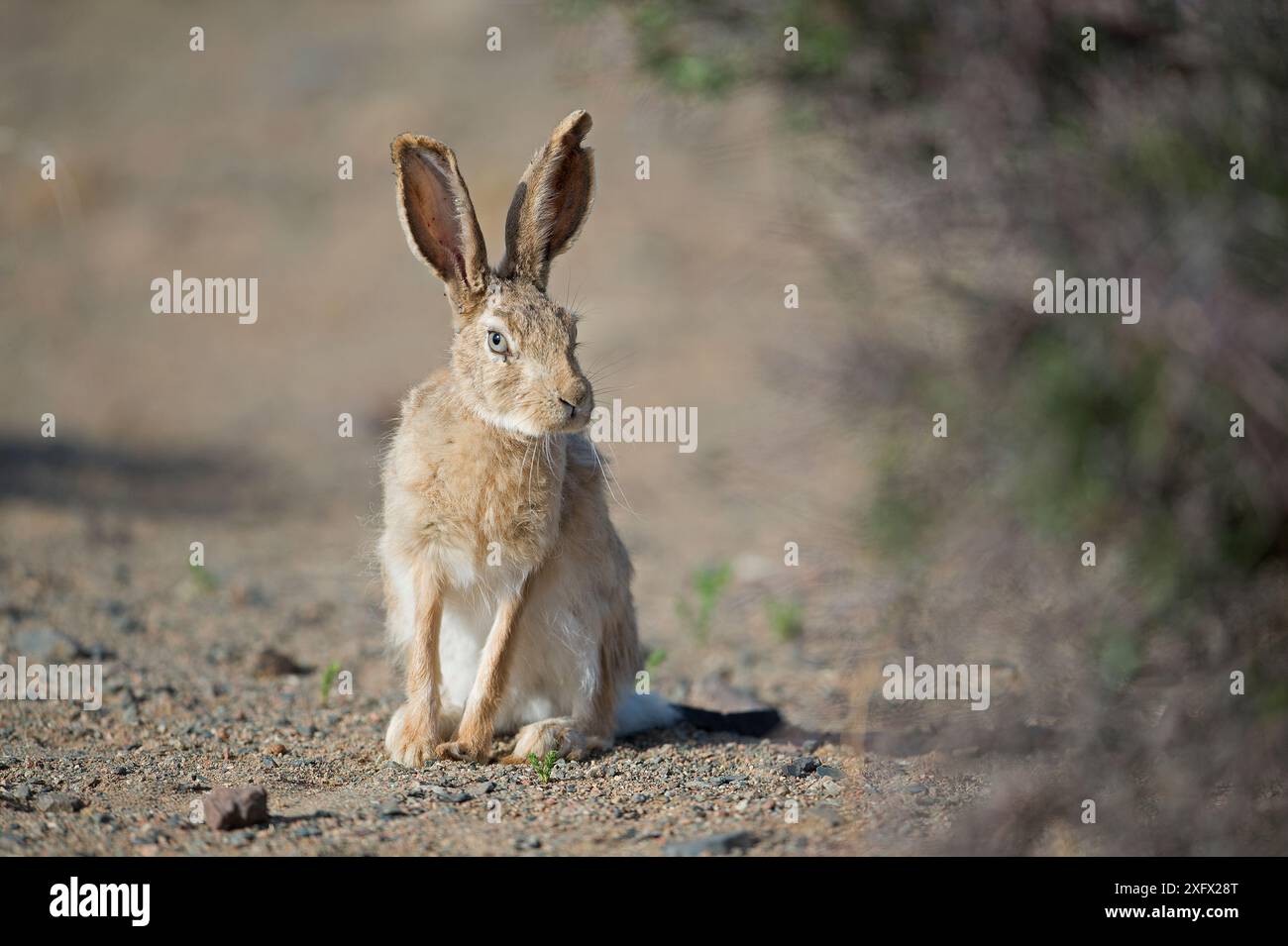 Tolai hare (Lepus tolai) Gobi Desert, Mongolia. June Stock Photo - Alamy