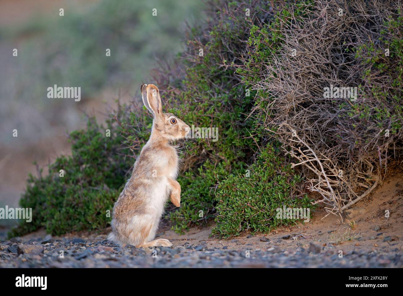 Tolai hare (Lepus tolai) Gobi Desert, Mongolia. June Stock Photo - Alamy