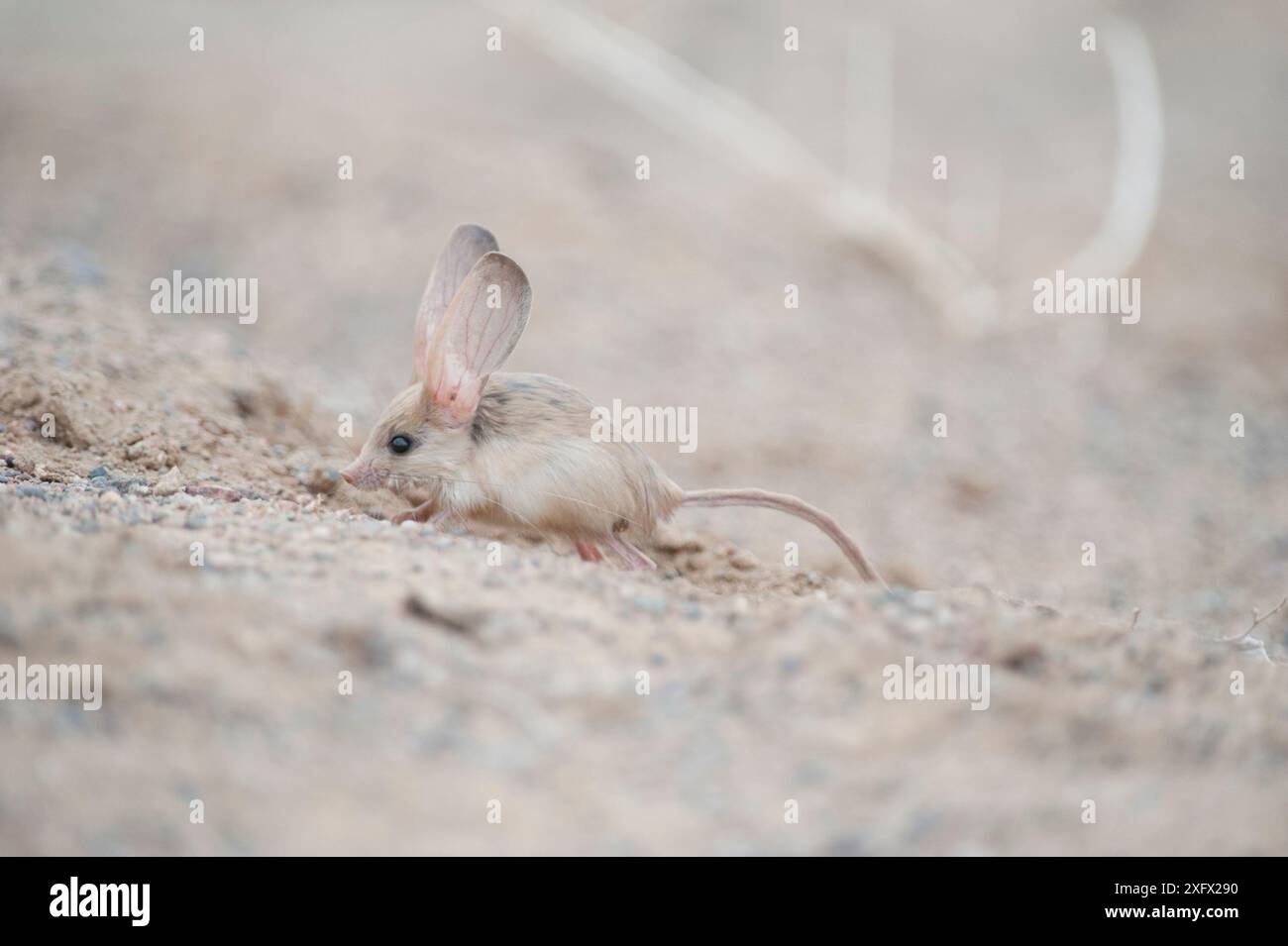 Long-eared jerboa (Euchorentes naso) South Gobi Desert, Mongolia. June ...