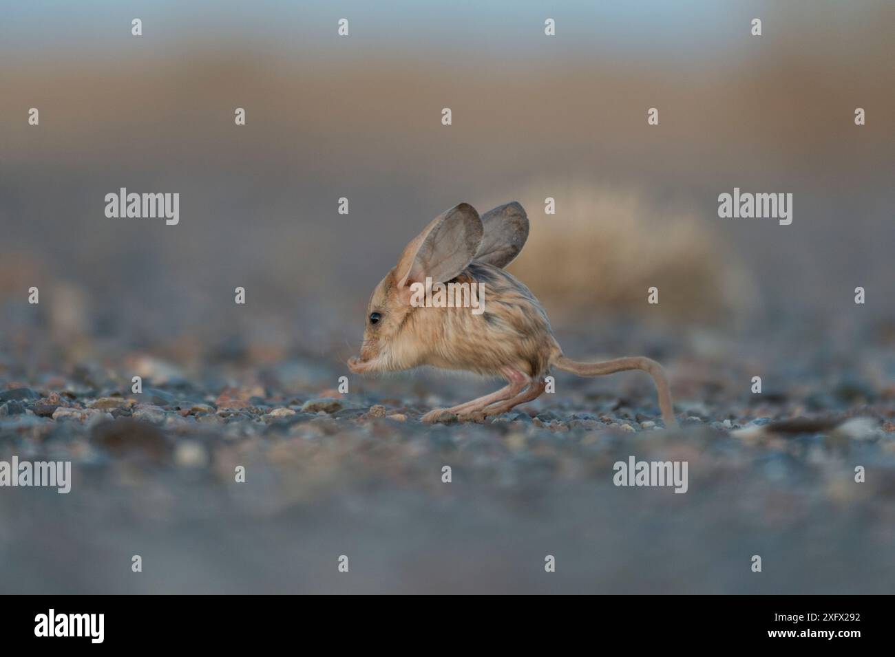 Long Eared Jerboa Euchorentes Naso South Gobi Desert Mongolia June