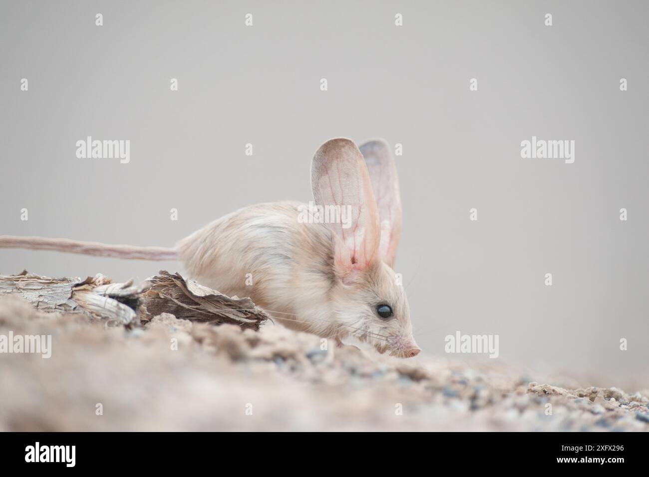 Long-eared jerboa (Euchorentes naso) South Gobi Desert, Mongolia. June ...