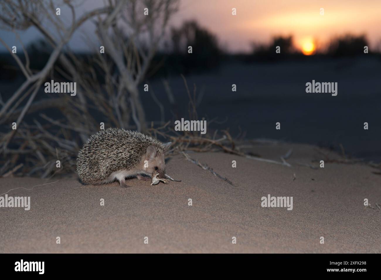Long-eared hedgehog (Hemiechinus auritus) at sunset, Gobi Desert ...