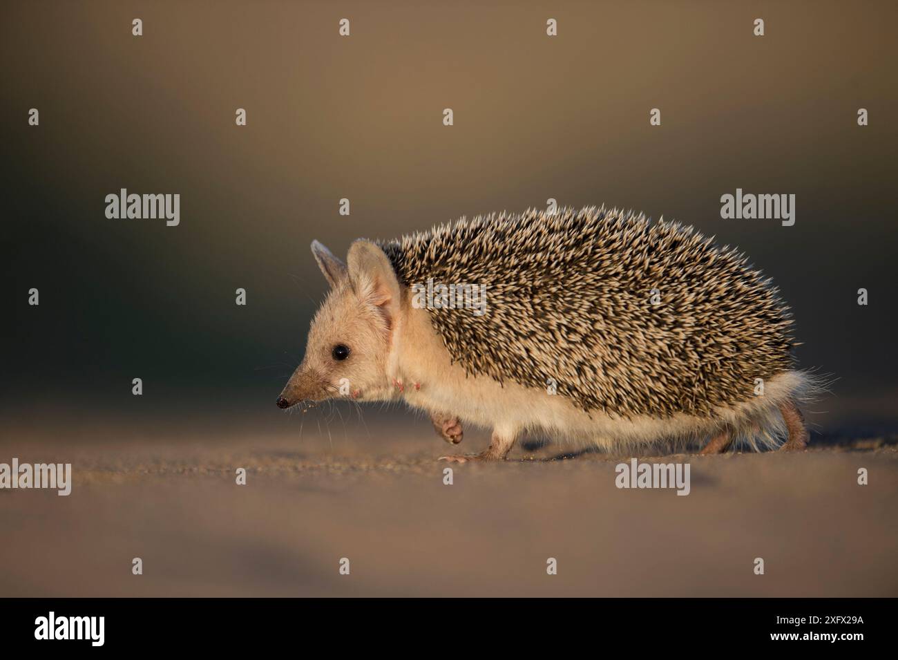 Long-eared hedgehog (Hemiechinus auritus) Gobi Desert, Mongolia. May ...