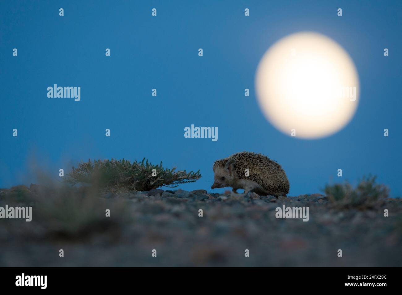 Long-eared hedgehog (Hemiechinus auritus) at night with the moon, Gobi ...