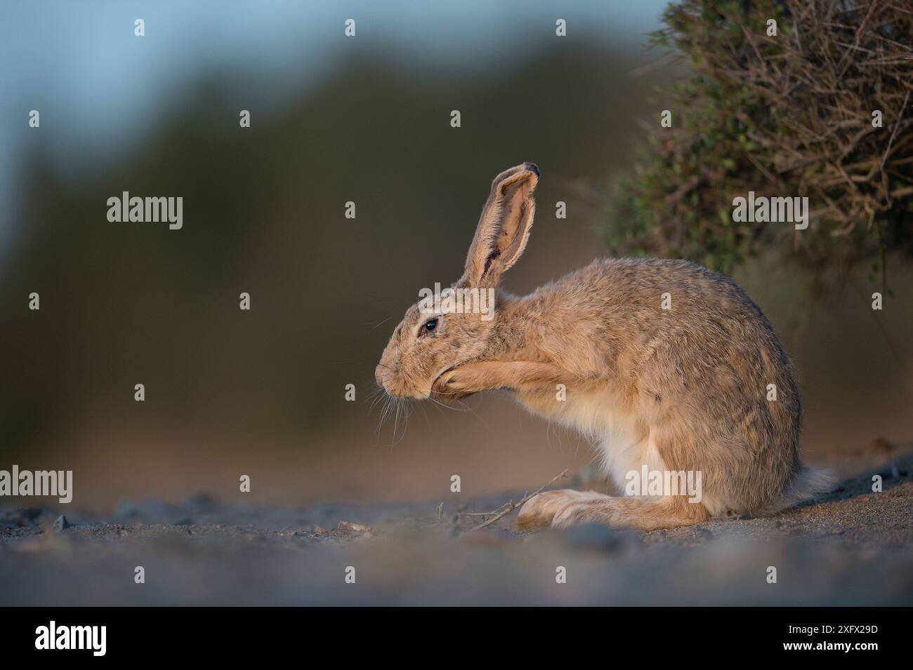 Tolai hare (Lepus tolai) grooming face, Gobi Desert, Mongolia. June ...