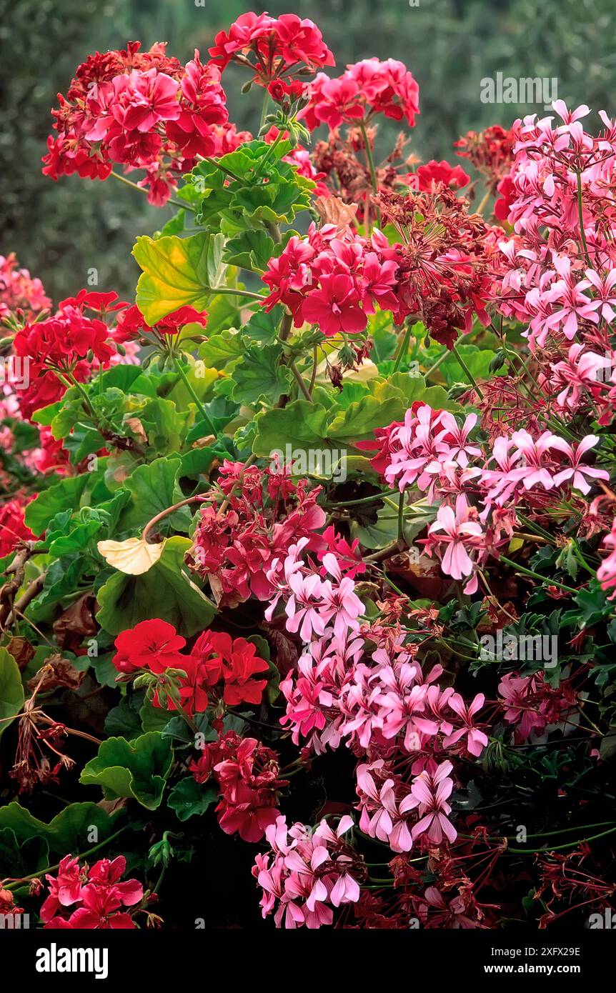 Two types of geraniums: Ivy geranium (Pelargonium ×peltatum) and ...