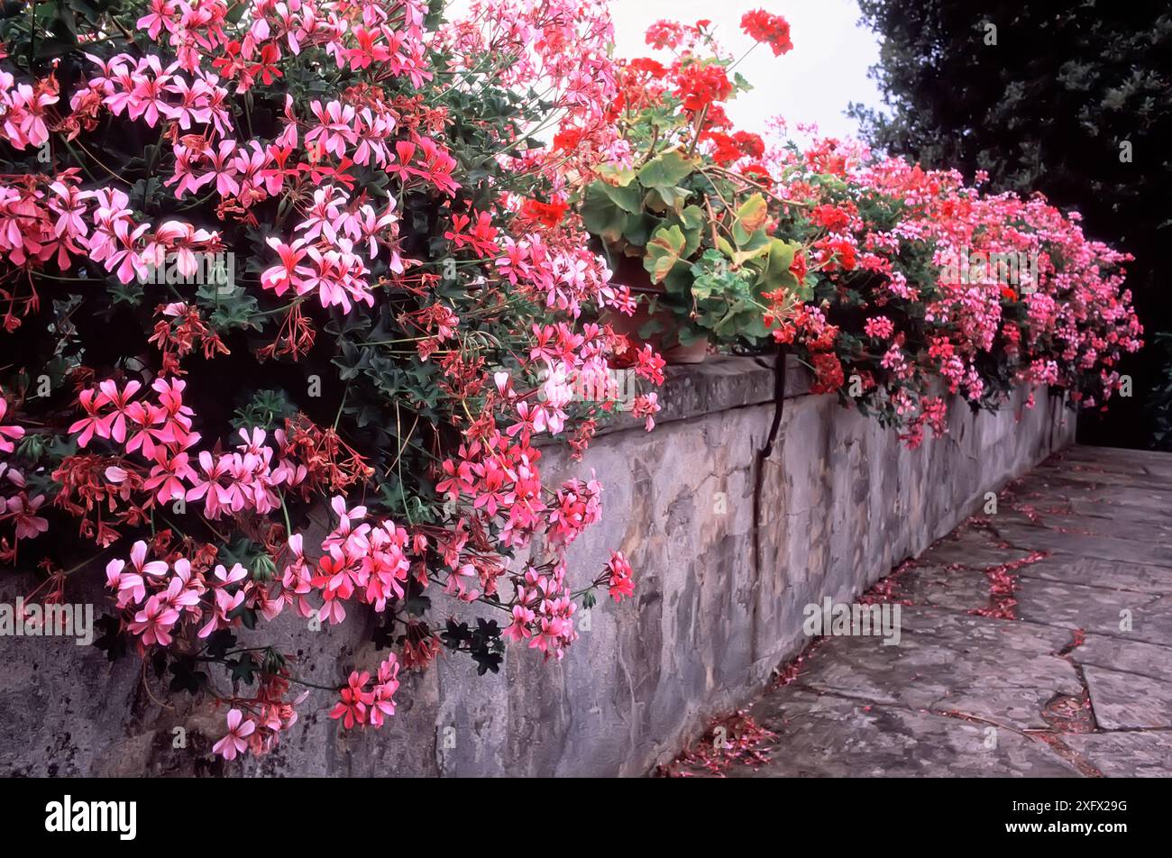 Old enclosure wall with hanging and erect geranium pots. Ivy geranium ...