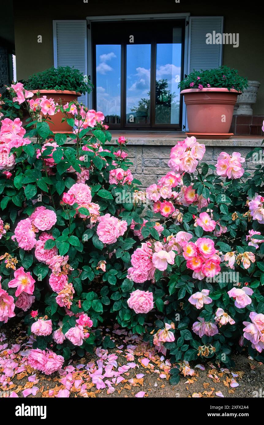 Modern rose hedge, window with reflected sky in the background. Rose ...