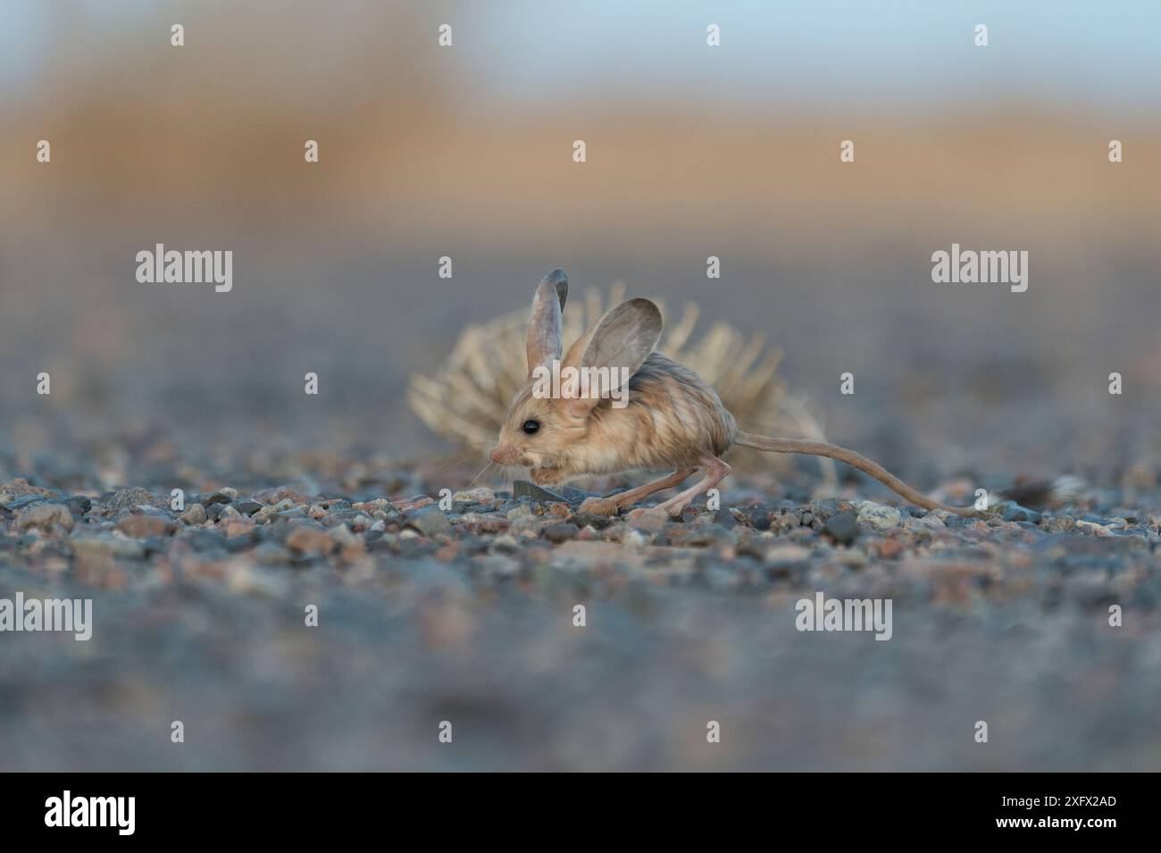 Long-eared jerboa (Euchorentes naso) South Gobi Desert, Mongolia. June ...