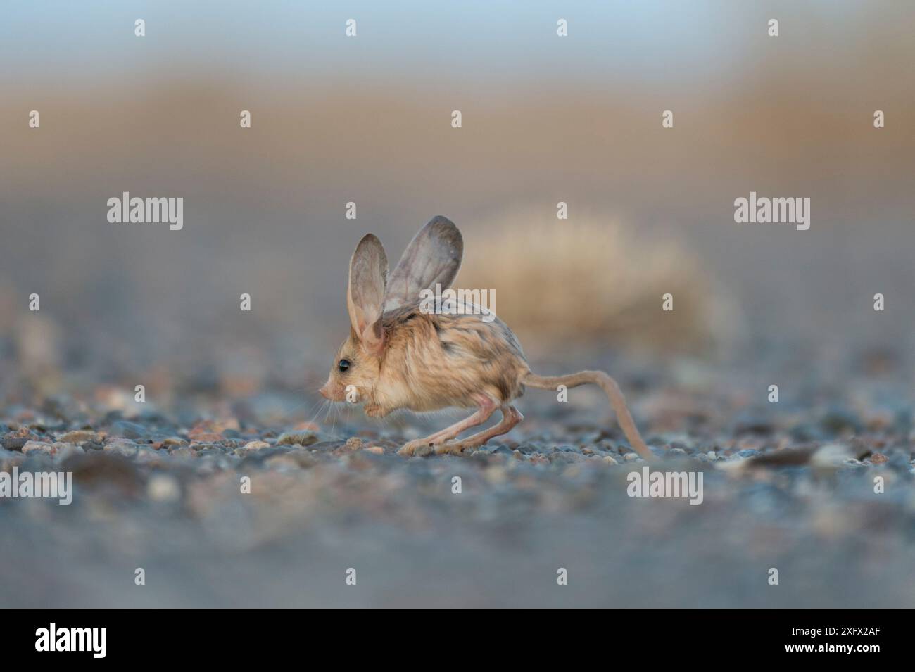 Long eared jerboas hi-res stock photography and images - Alamy
