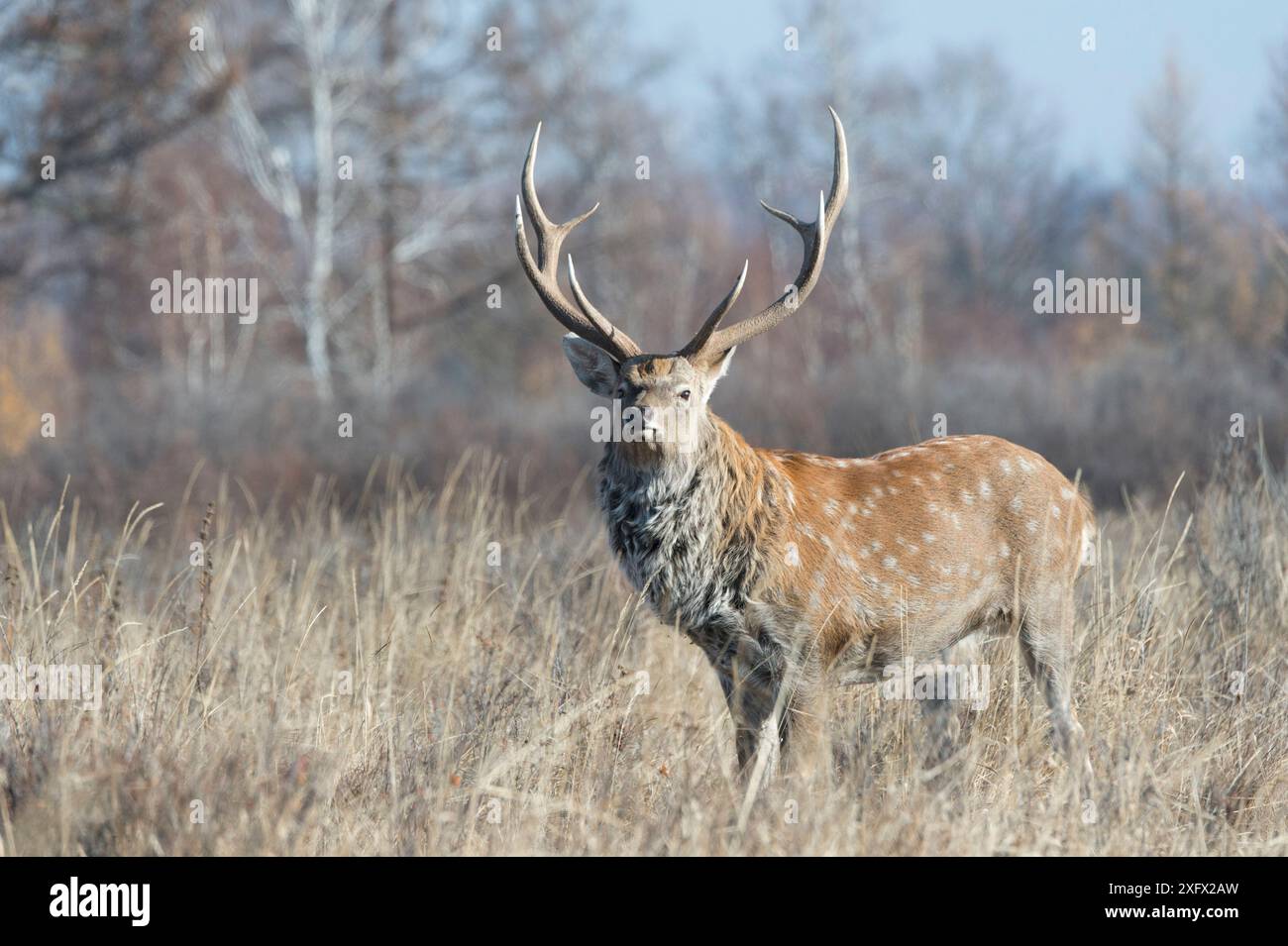 Sika deer (Cervus nippon) stag, Vladivostok, Primorsky Krai, Far East ...