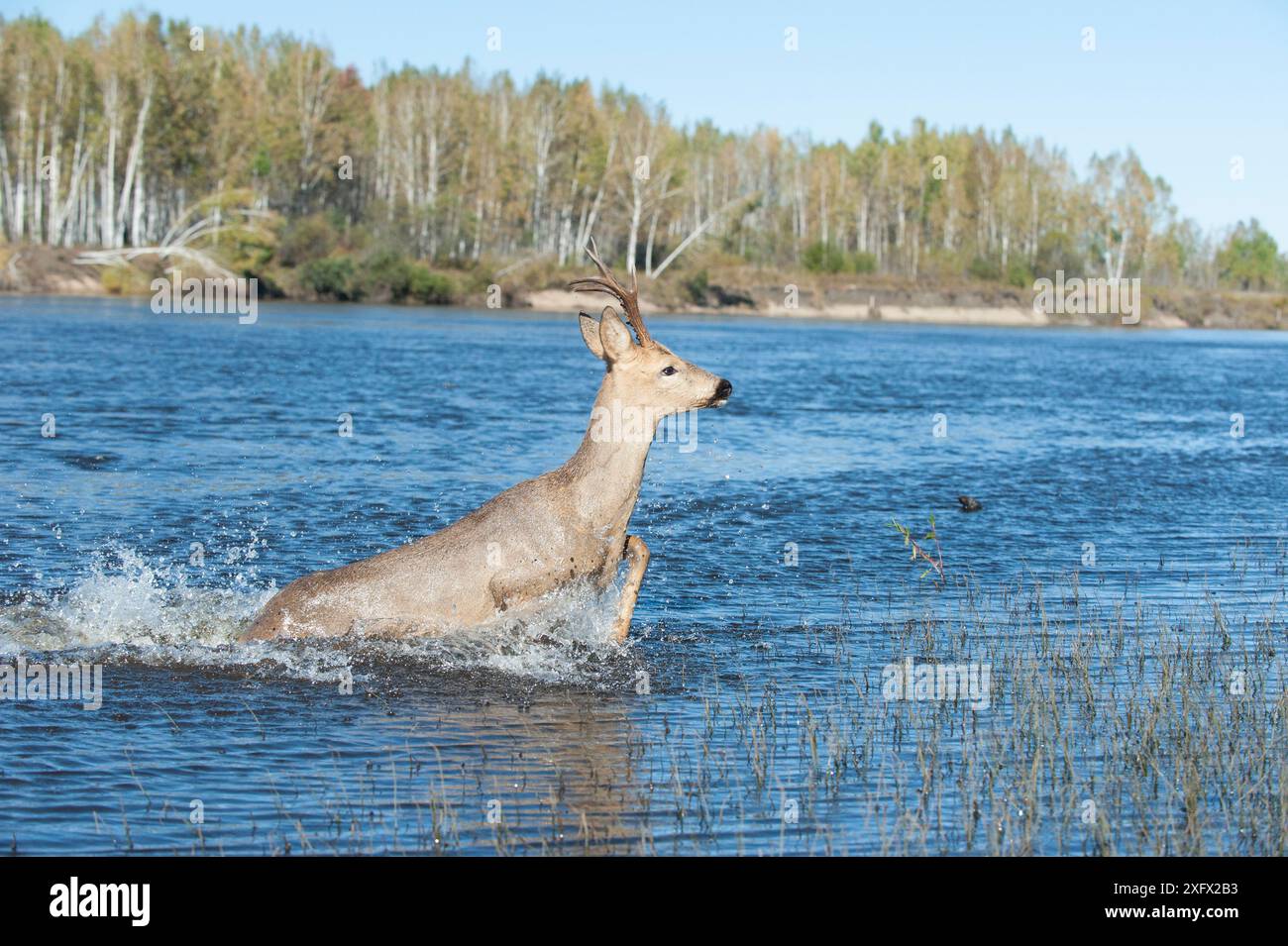 Siberian roe deer (Capreolus pygargus) buck crossing water, Amur, Far ...