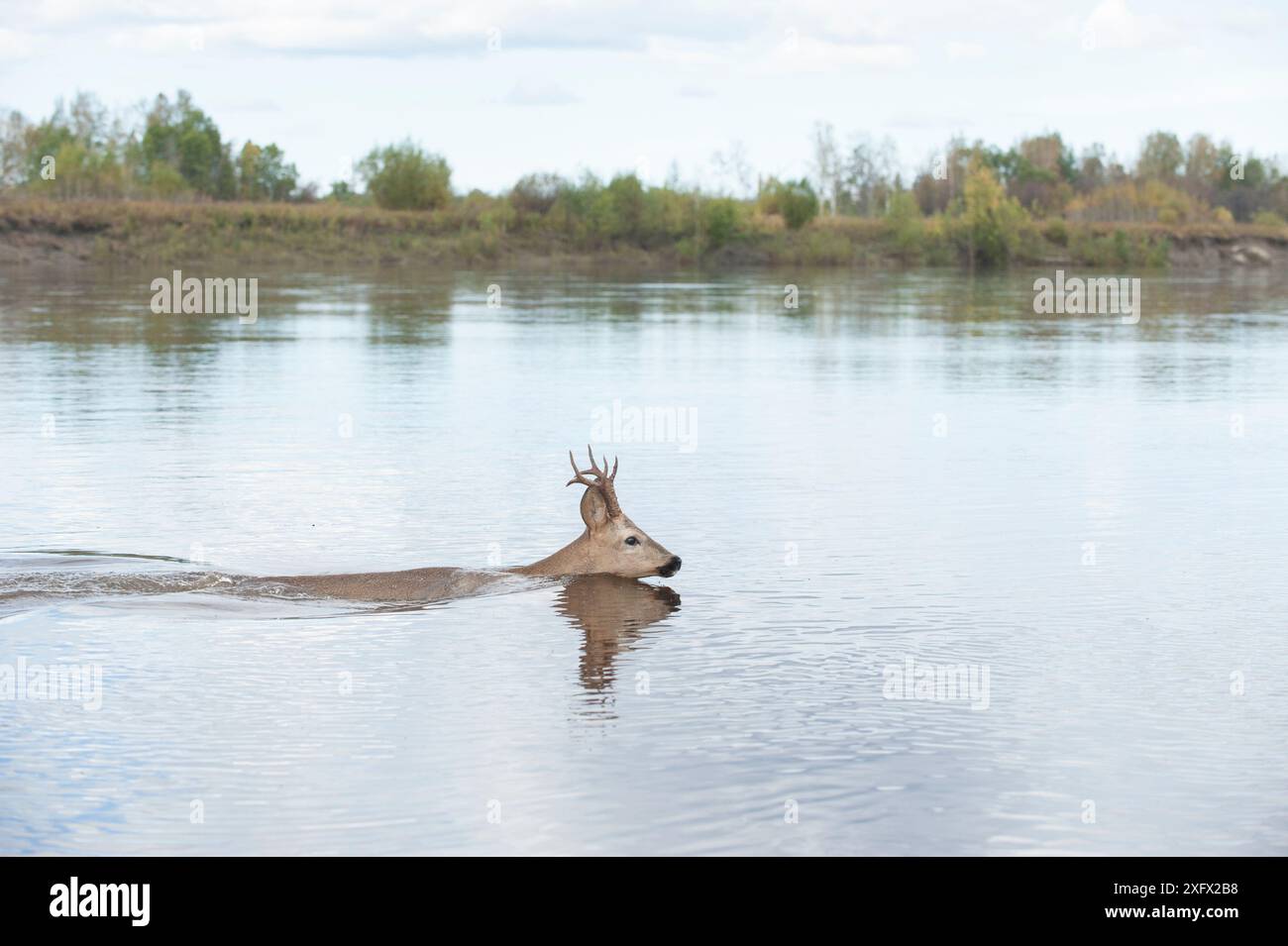 Siberian roe deer (Capreolus pygargus) buck swimming across water, Amur ...
