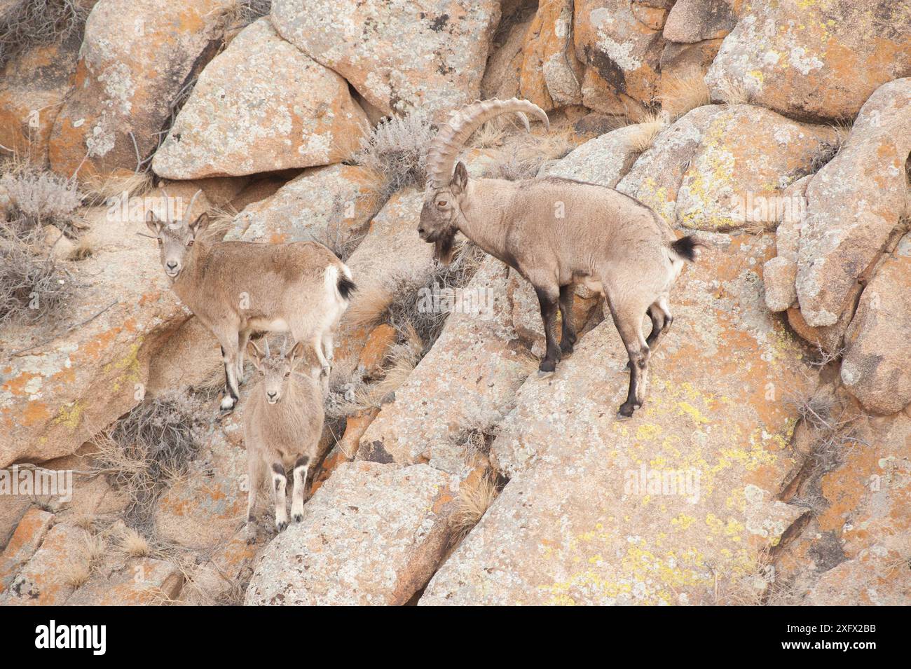 Siberian ibex (Capra sibirica) male female pair, Altai Mountains, Gobi ...