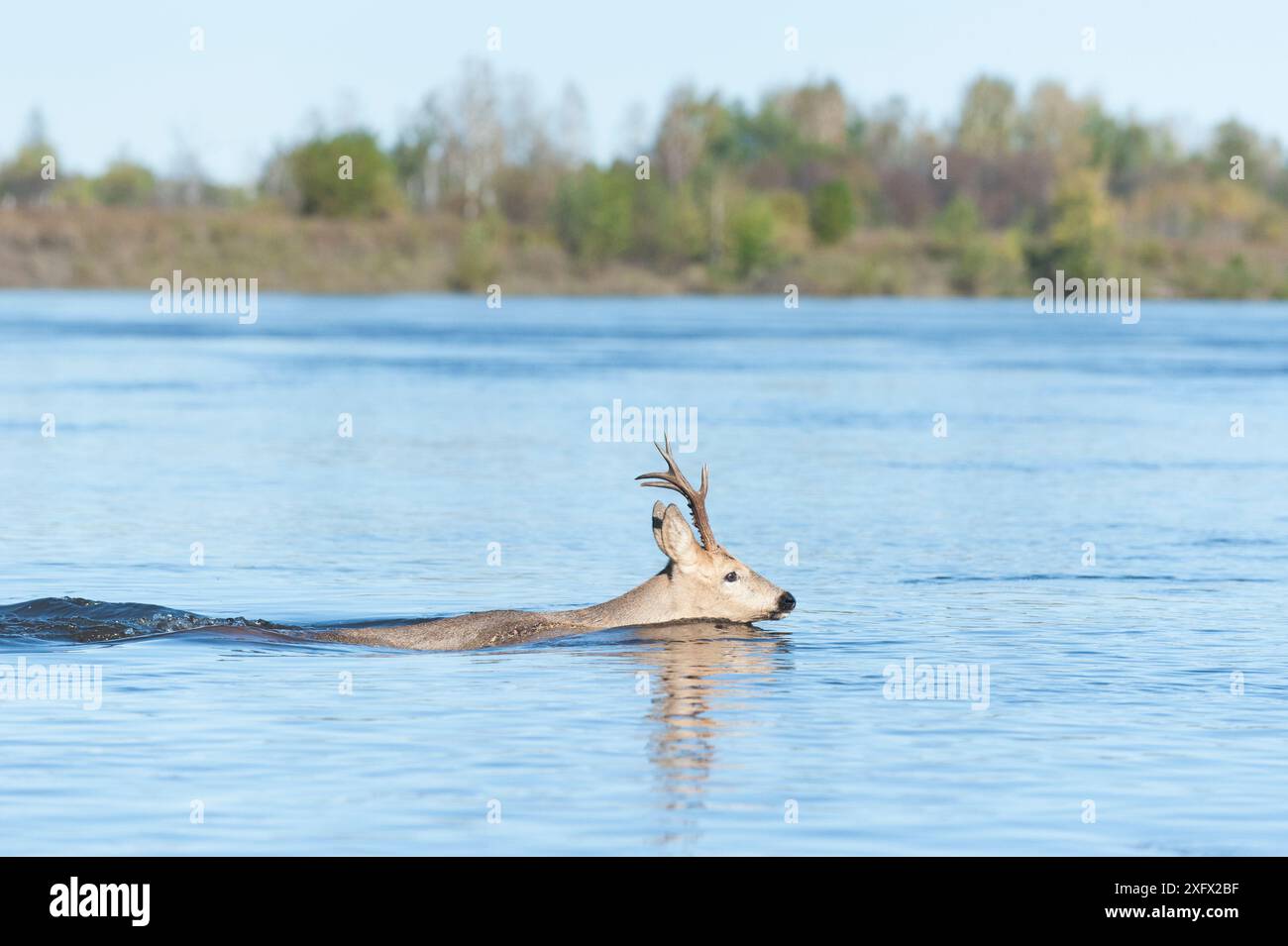 Siberian roe deer (Capreolus pygargus) buck crossing water, Amur, Far ...