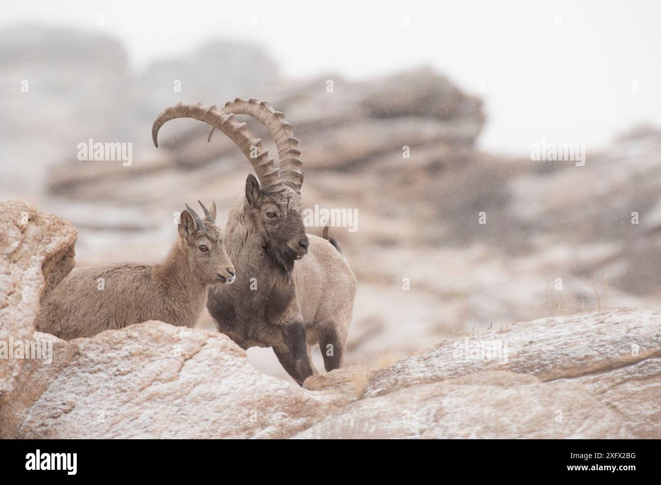 Siberian ibex (Capra sibirica) Altai Mountains, Gobi Desert, Mongolia ...