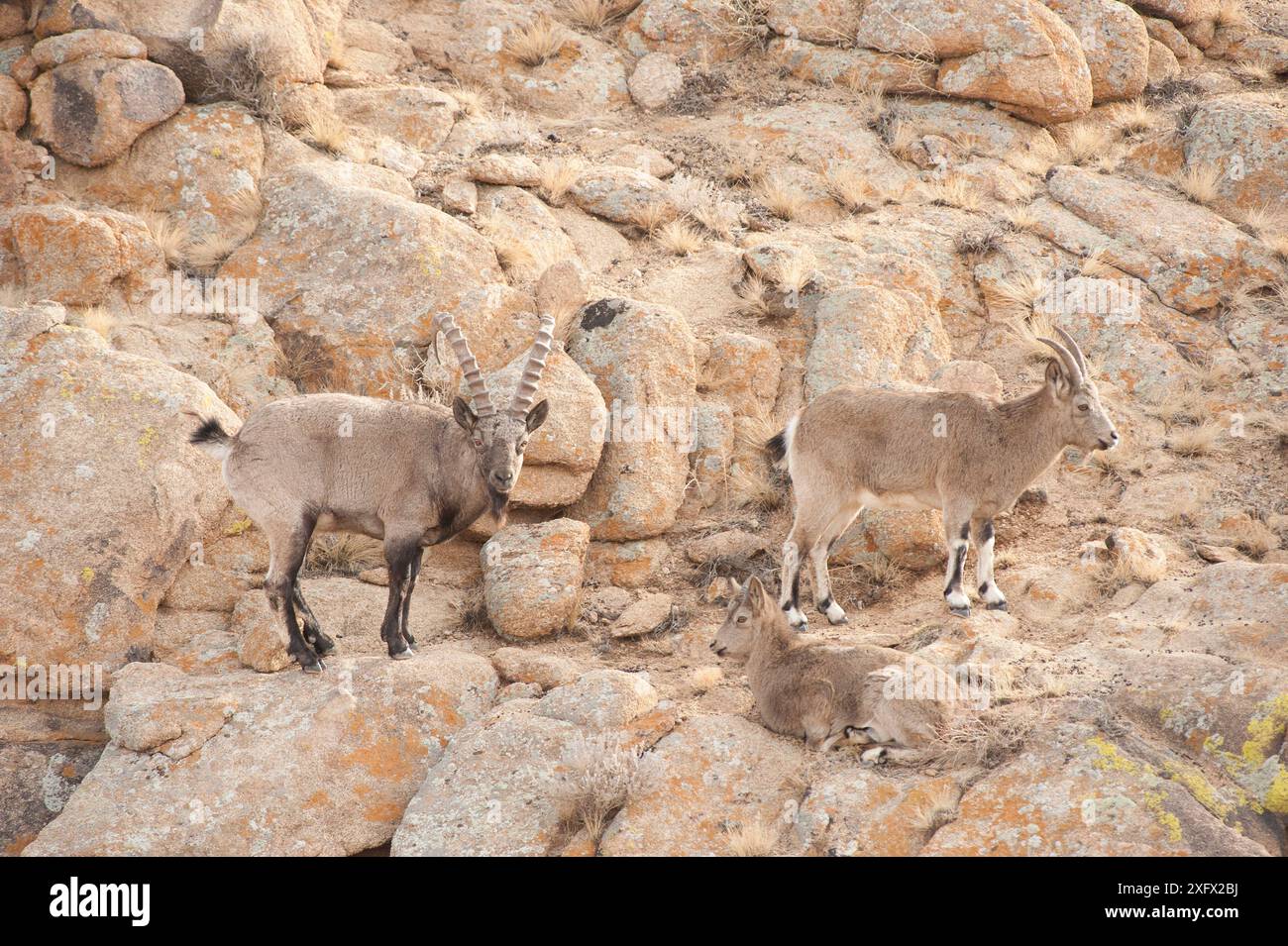 Siberian ibex (Capra sibirica) male female pair, Altai Mountains, Gobi ...