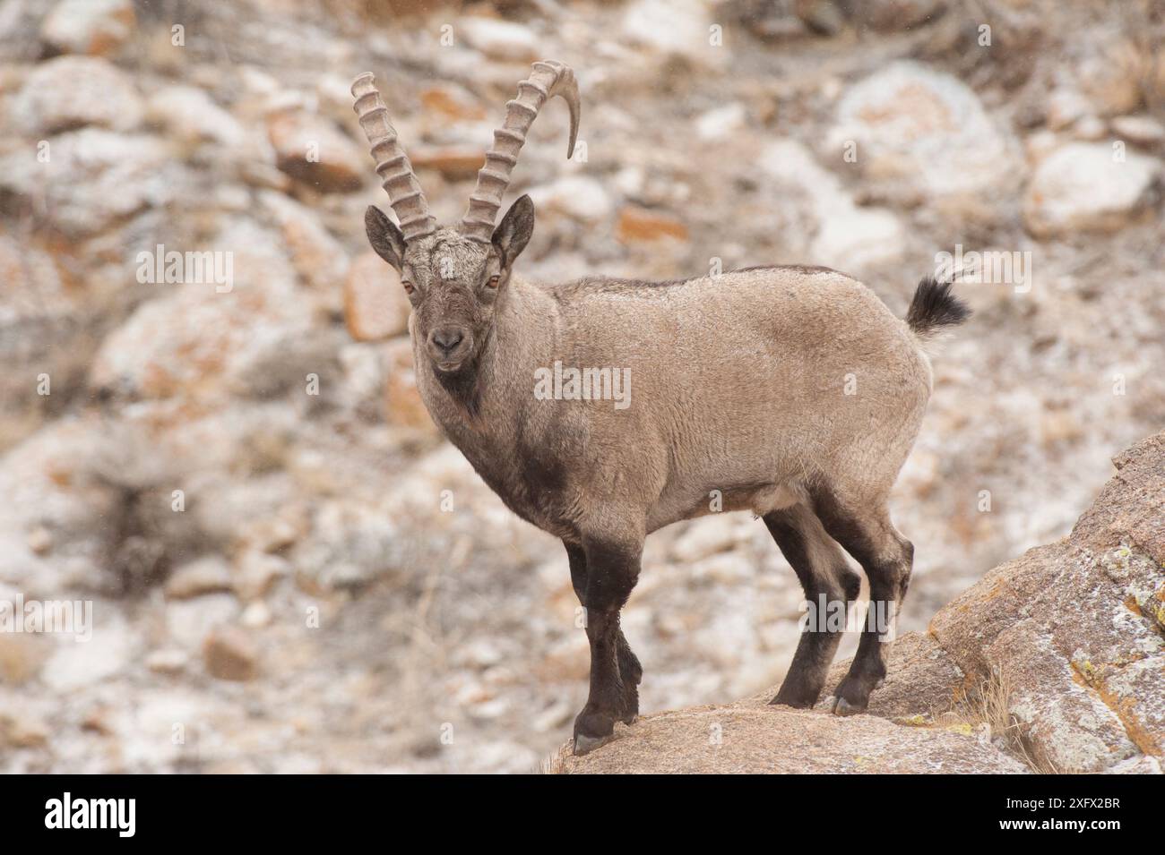 Siberian ibex (Capra sibirica) male, Altai Mountains, Gobi Desert ...
