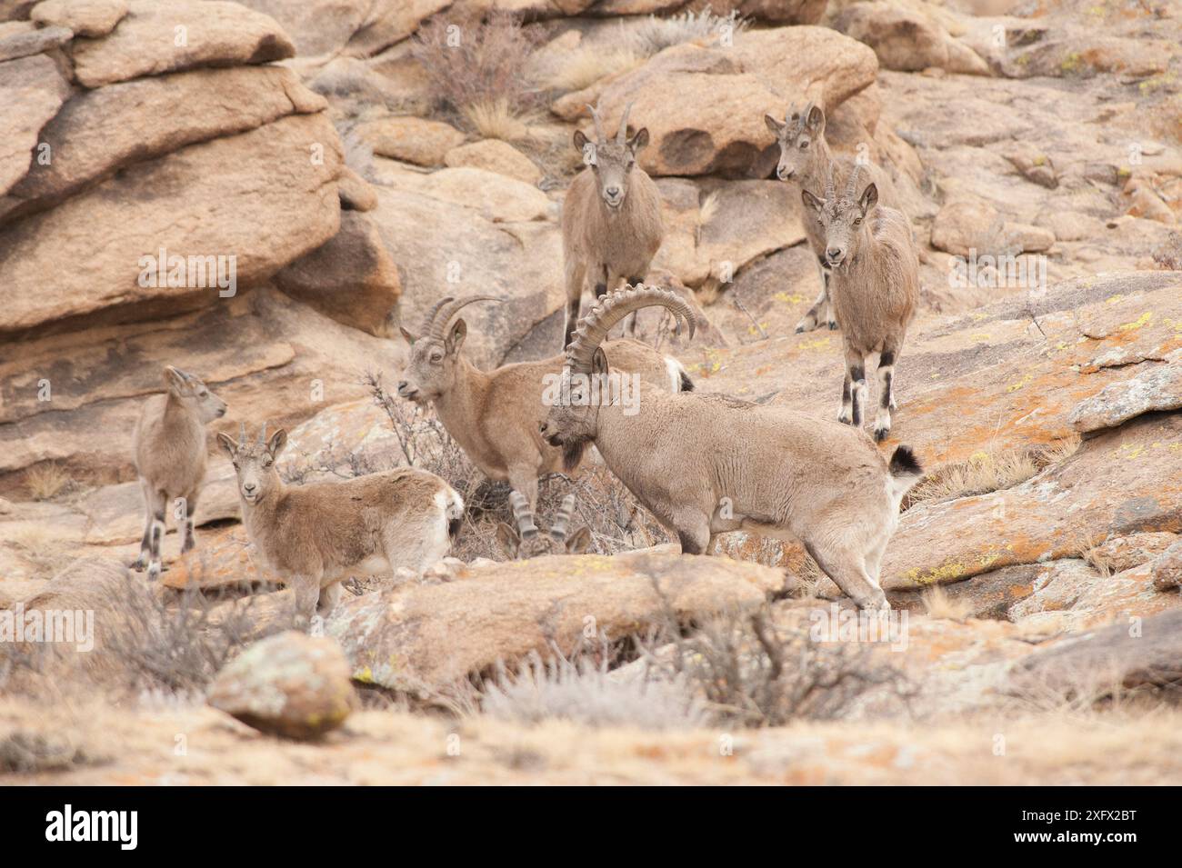 Mongolian ibex capra sibirica hi-res stock photography and images - Alamy
