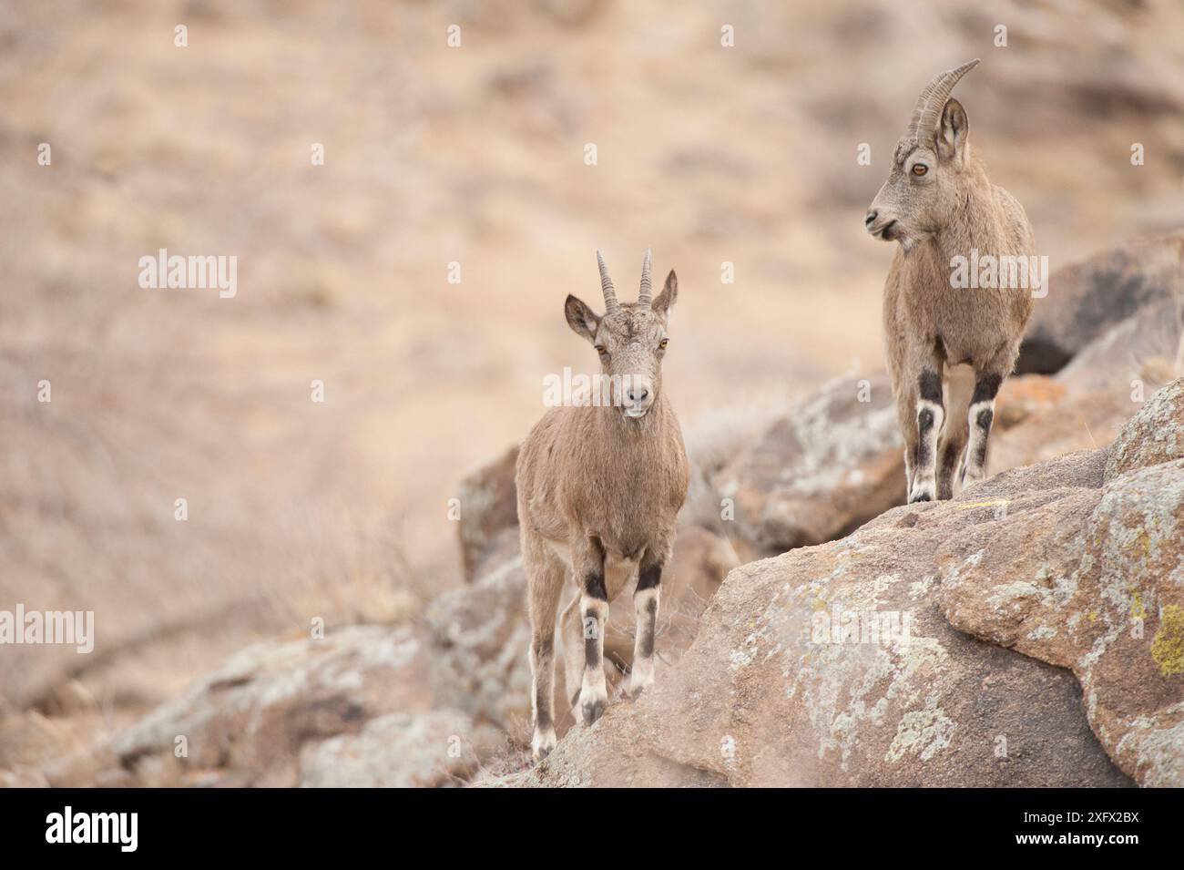 Siberian ibex (Capra sibirica) females, Altai Mountains, Gobi Desert ...
