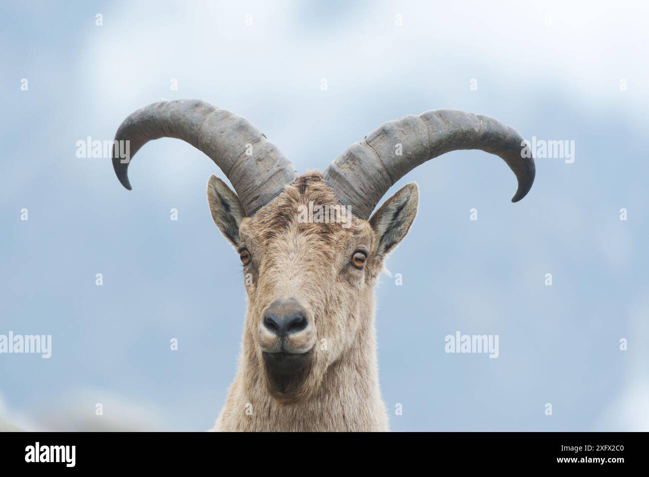 East Caucasian tur (Capra cylindricornis) portrait, Caucasus, Russia ...