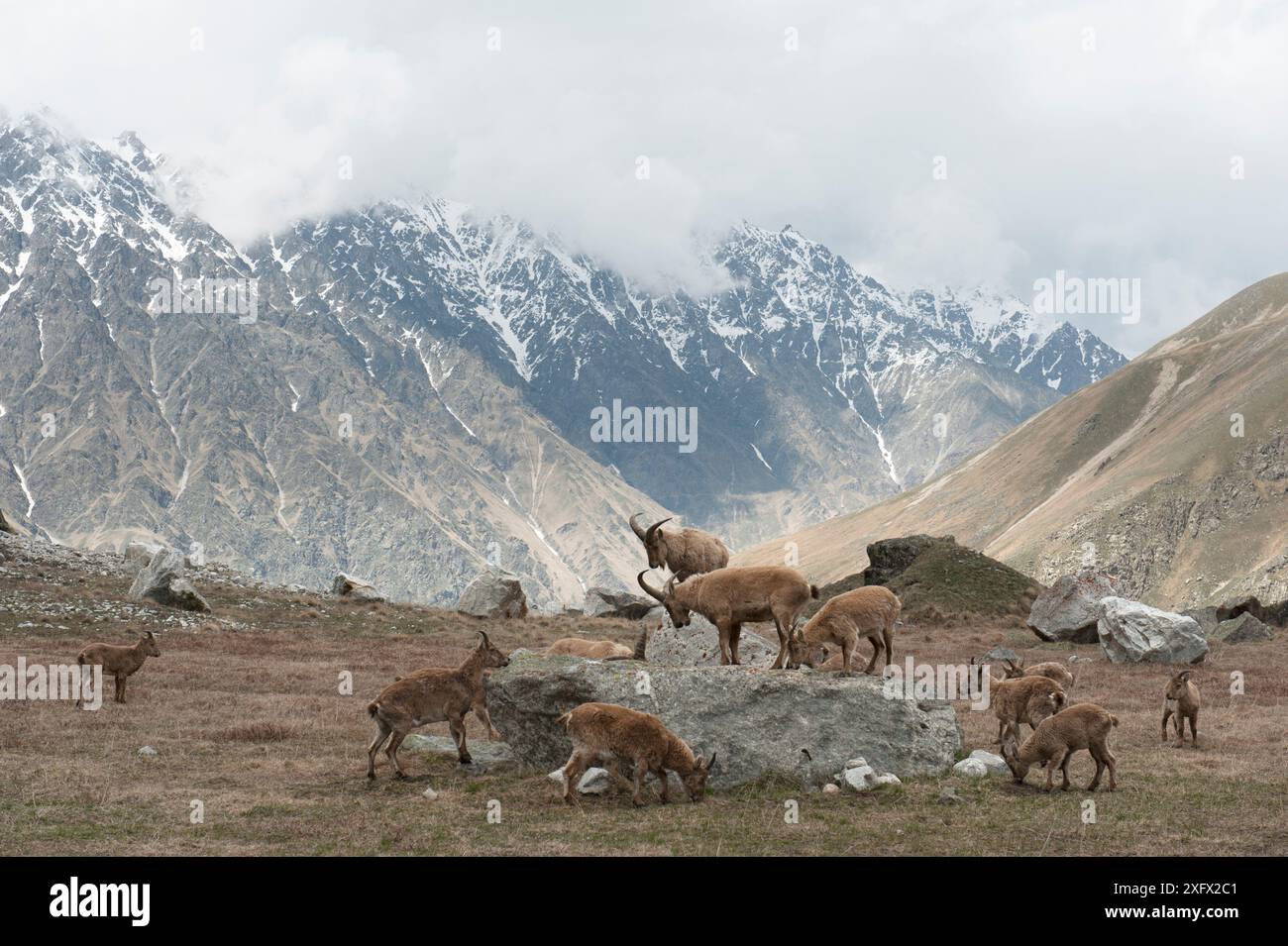 East Caucasian tur (Capra cylindricornis) Caucasus, Russia. May Stock ...