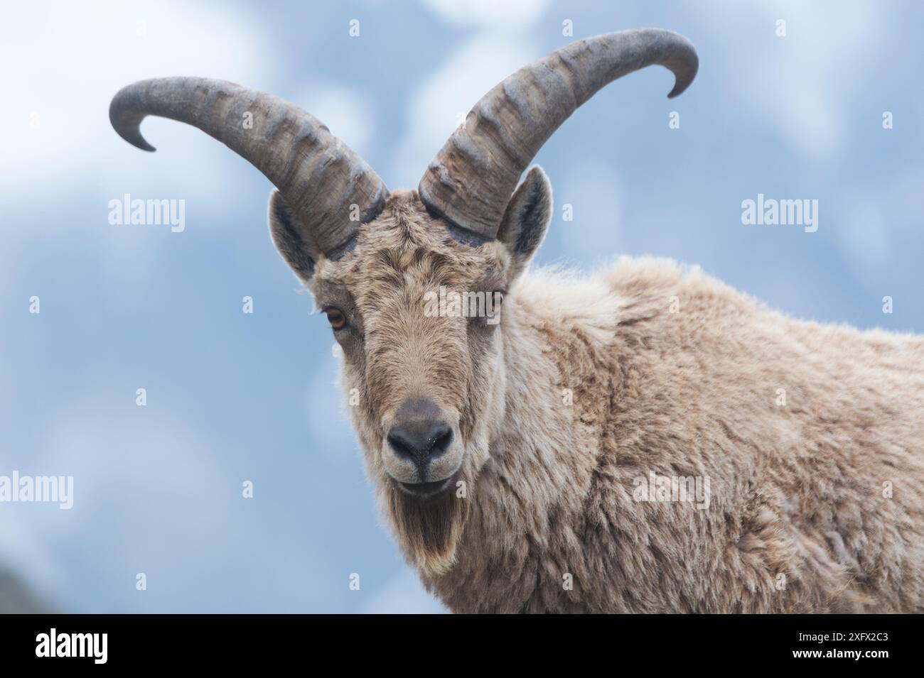 East Caucasian tur (Capra cylindricornis) portrait, Caucasus, Russia ...