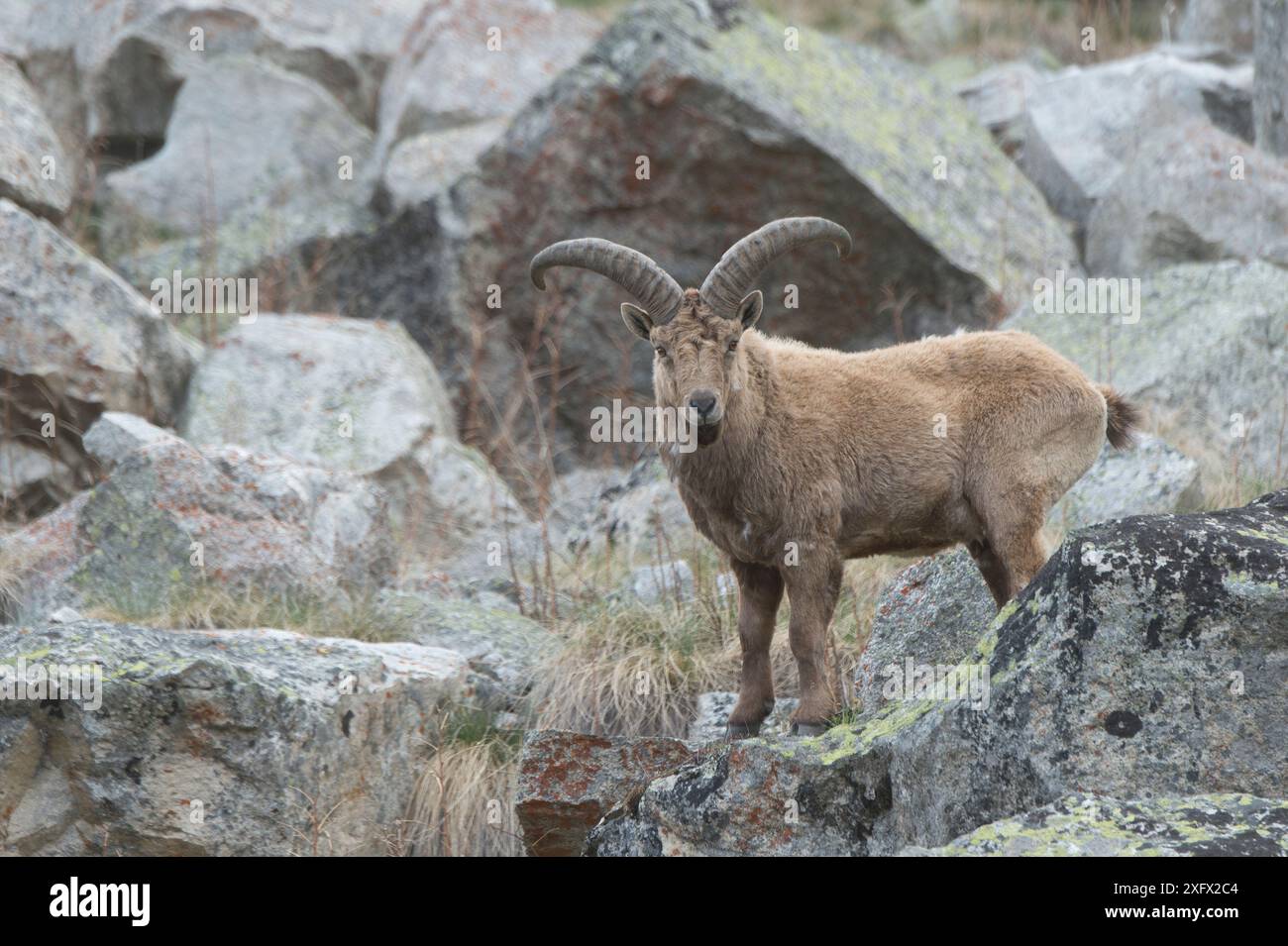 East Caucasian tur (Capra cylindricornis) Caucasus, Russia. May Stock ...