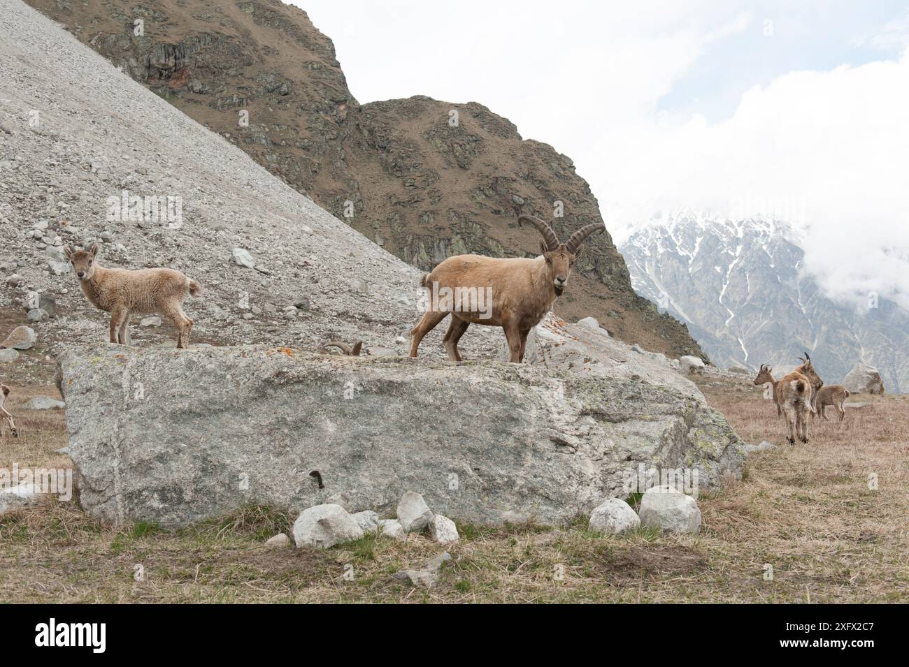 East Caucasian tur (Capra cylindricornis) Caucasus, Russia. May Stock ...