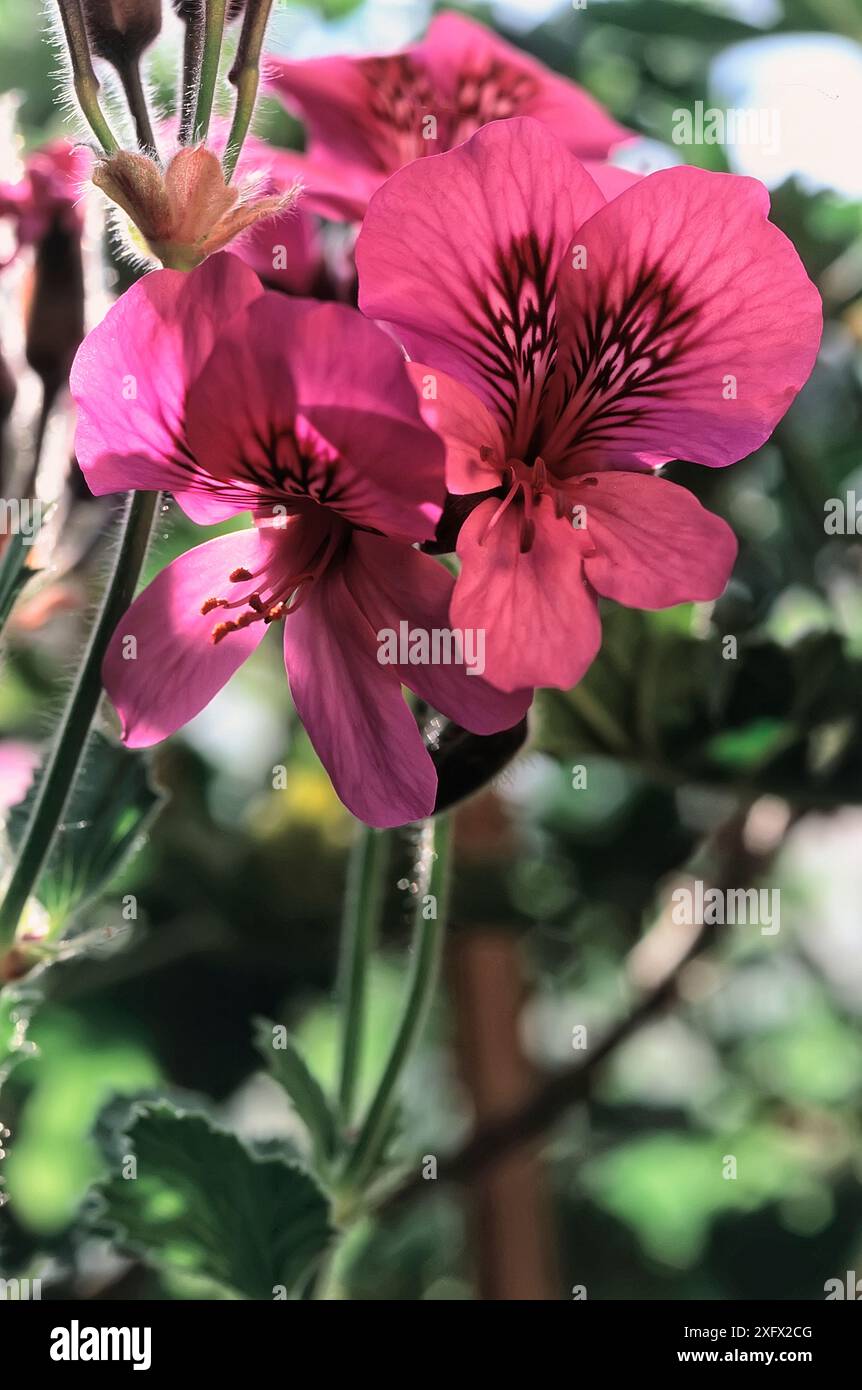 Scented-leaf geraniums (Pelargonium graveolens), Geraniaceae. Rose ...