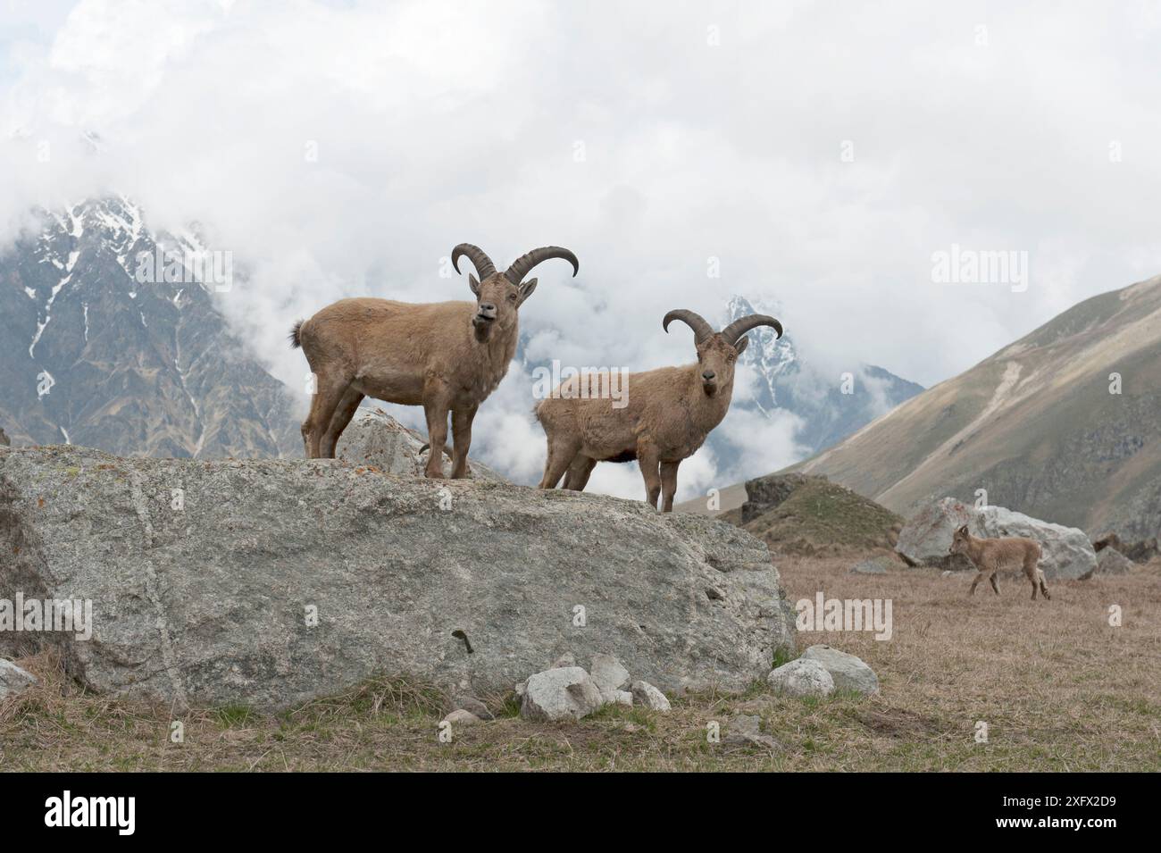 East Caucasian tur (Capra cylindricornis) Caucasus, Russia. May Stock ...