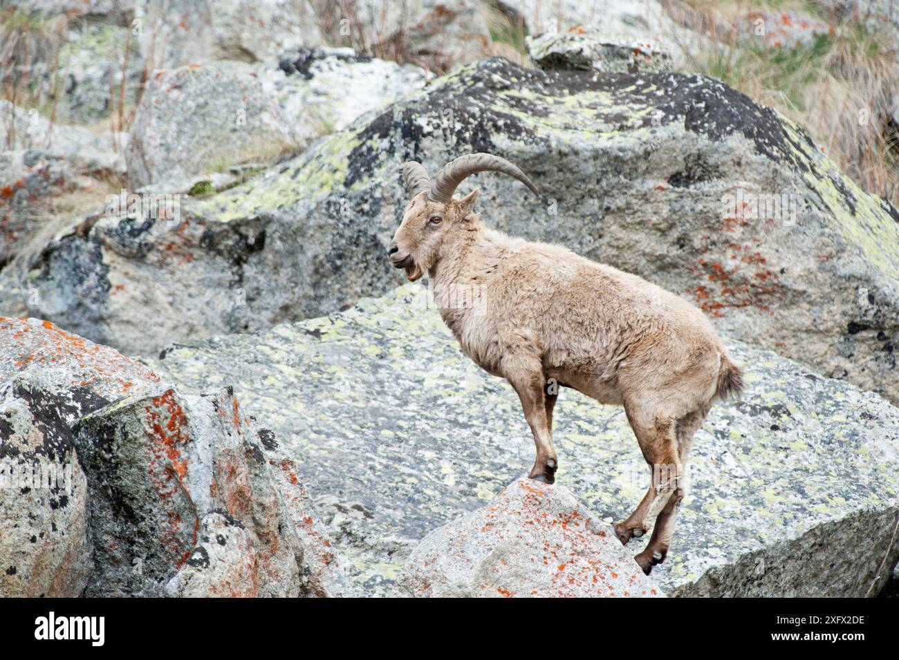 East Caucasian tur (Capra cylindricornis) Caucasus, Russia. May Stock ...