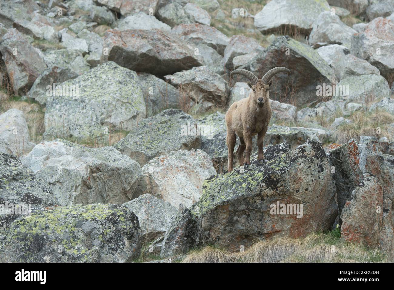East Caucasian tur (Capra cylindricornis) Caucasus, Russia. May Stock ...