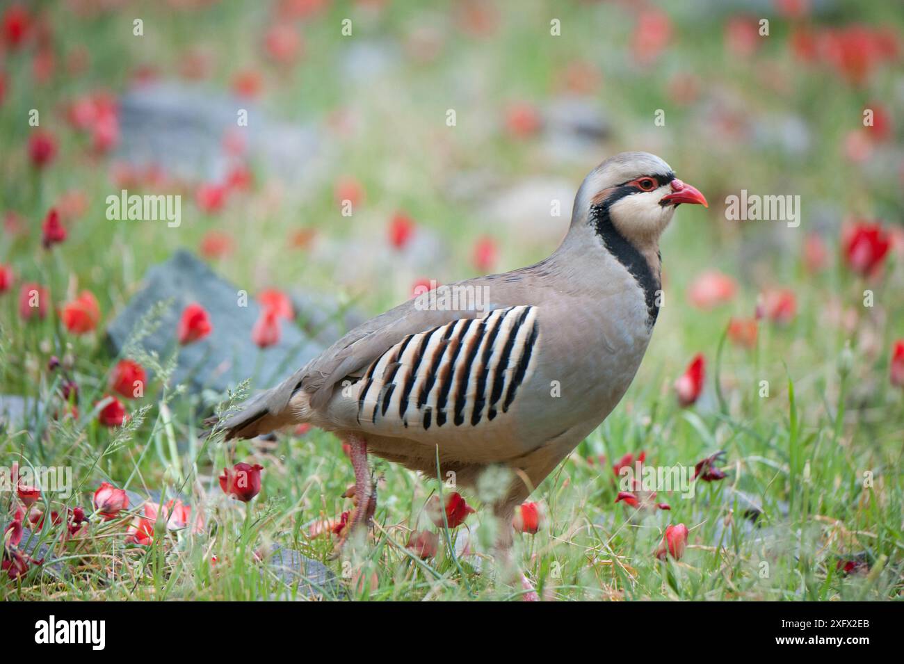 chukar partridge (Alectoris chukar) among red flowers, Pamyr ...