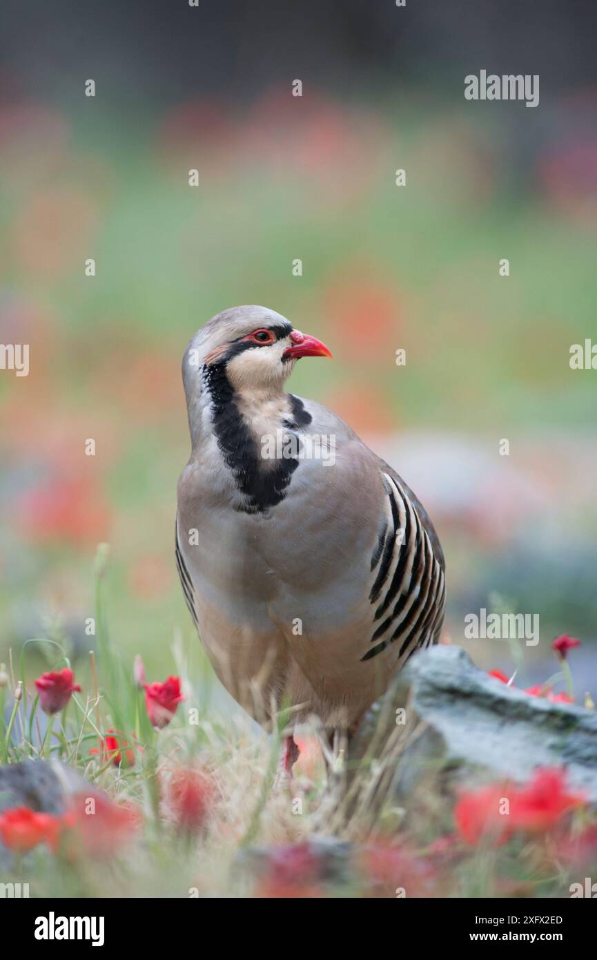 chukar partridge (Alectoris chukar) among red flowers, Pamyr ...