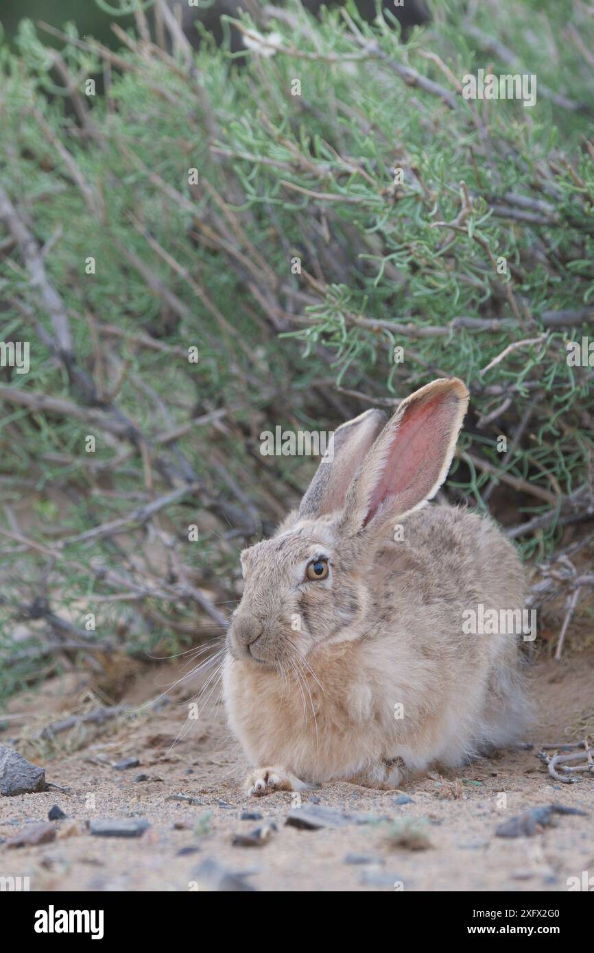 Tolai hare (Lepus tolai) Gobi Desert, Mongolia. June Stock Photo - Alamy